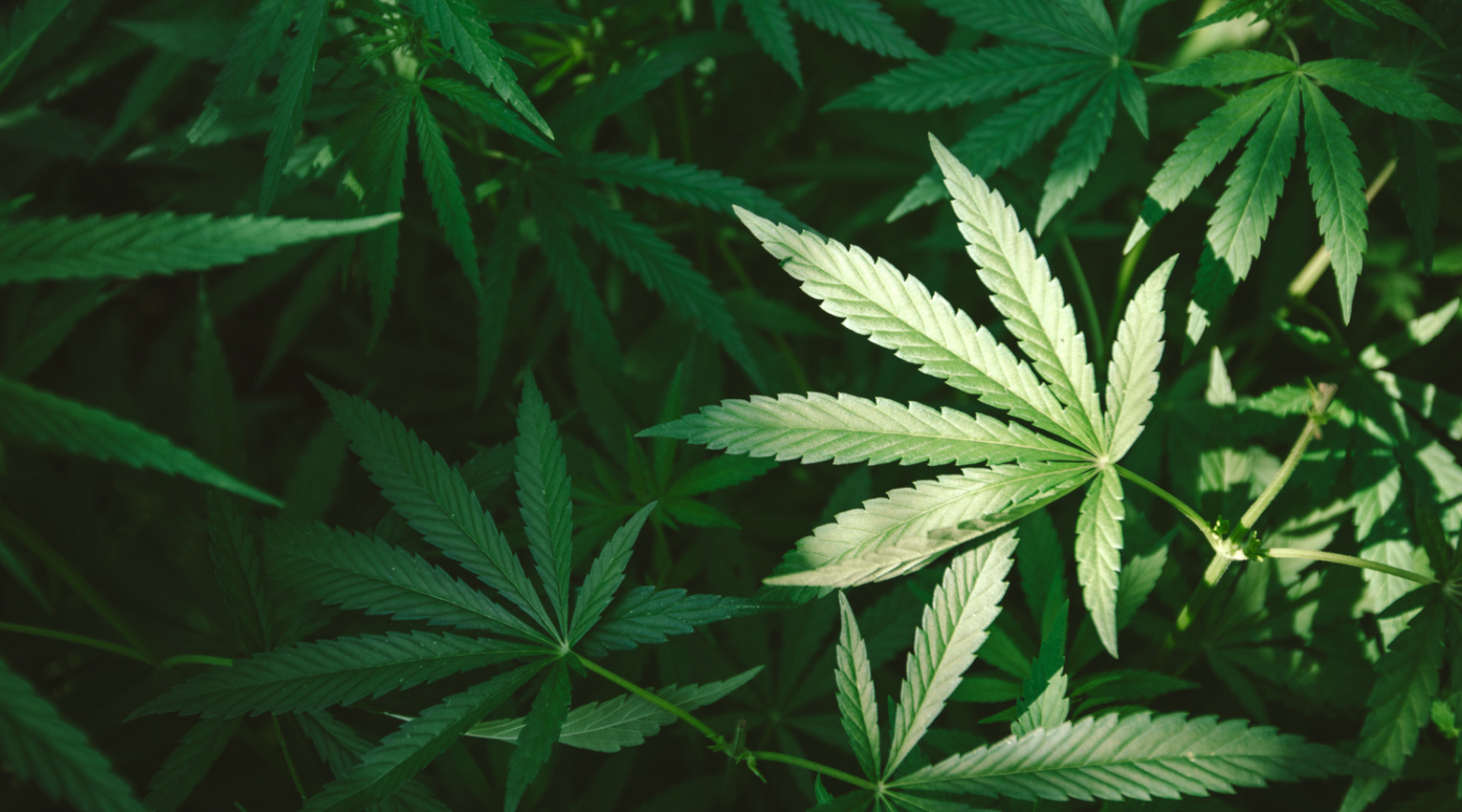 Your Cannabinoids Guide - Green Dragon Dispensaries