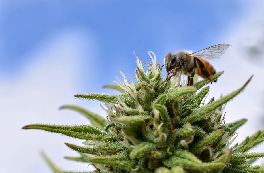 Sativa Strains for Stoner Spring Cleaning - Green Dragon Dispensaries