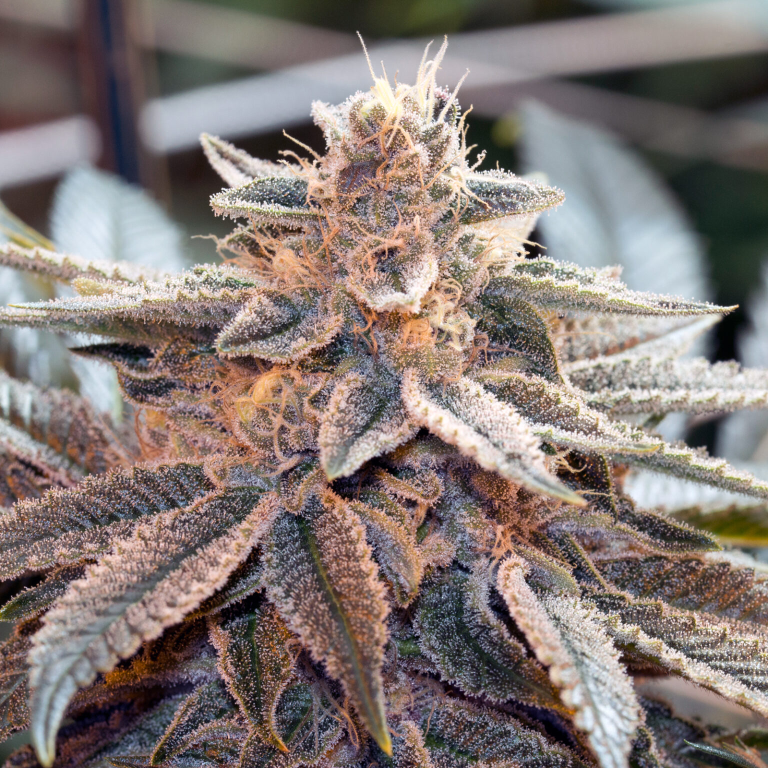 Top 5 Fall Weed Strains - Available at Green Dragon