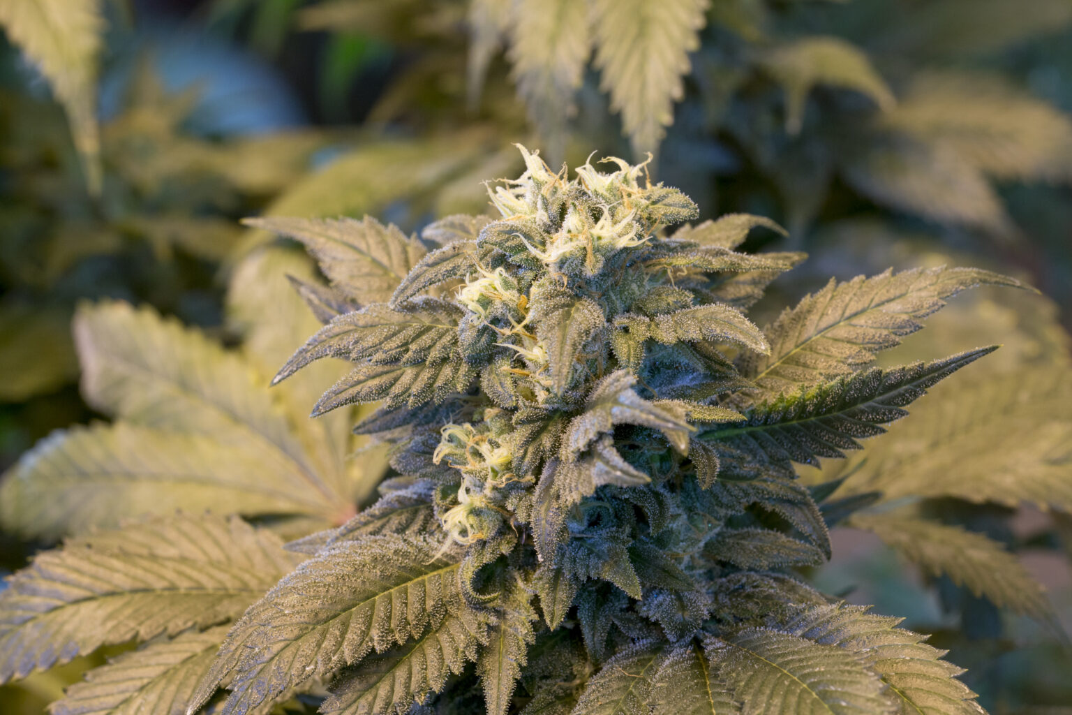 Top 5 Fall Weed Strains - Available at Green Dragon