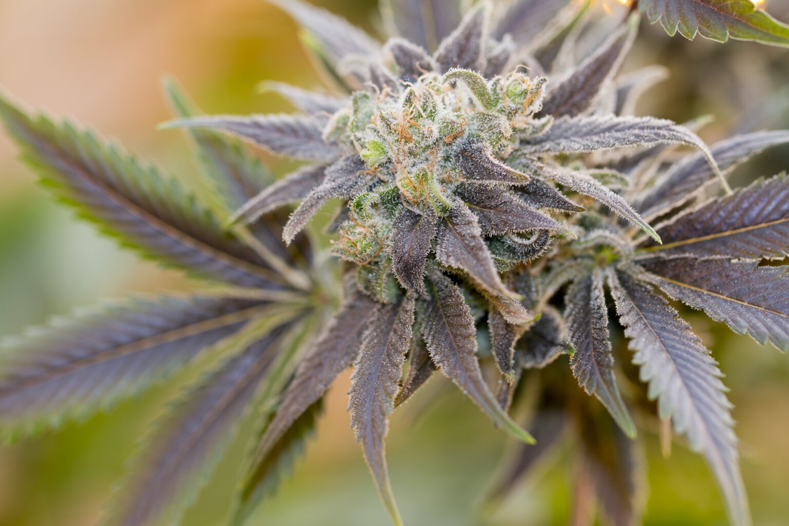 Top 5 Fall Weed Strains - Available at Green Dragon