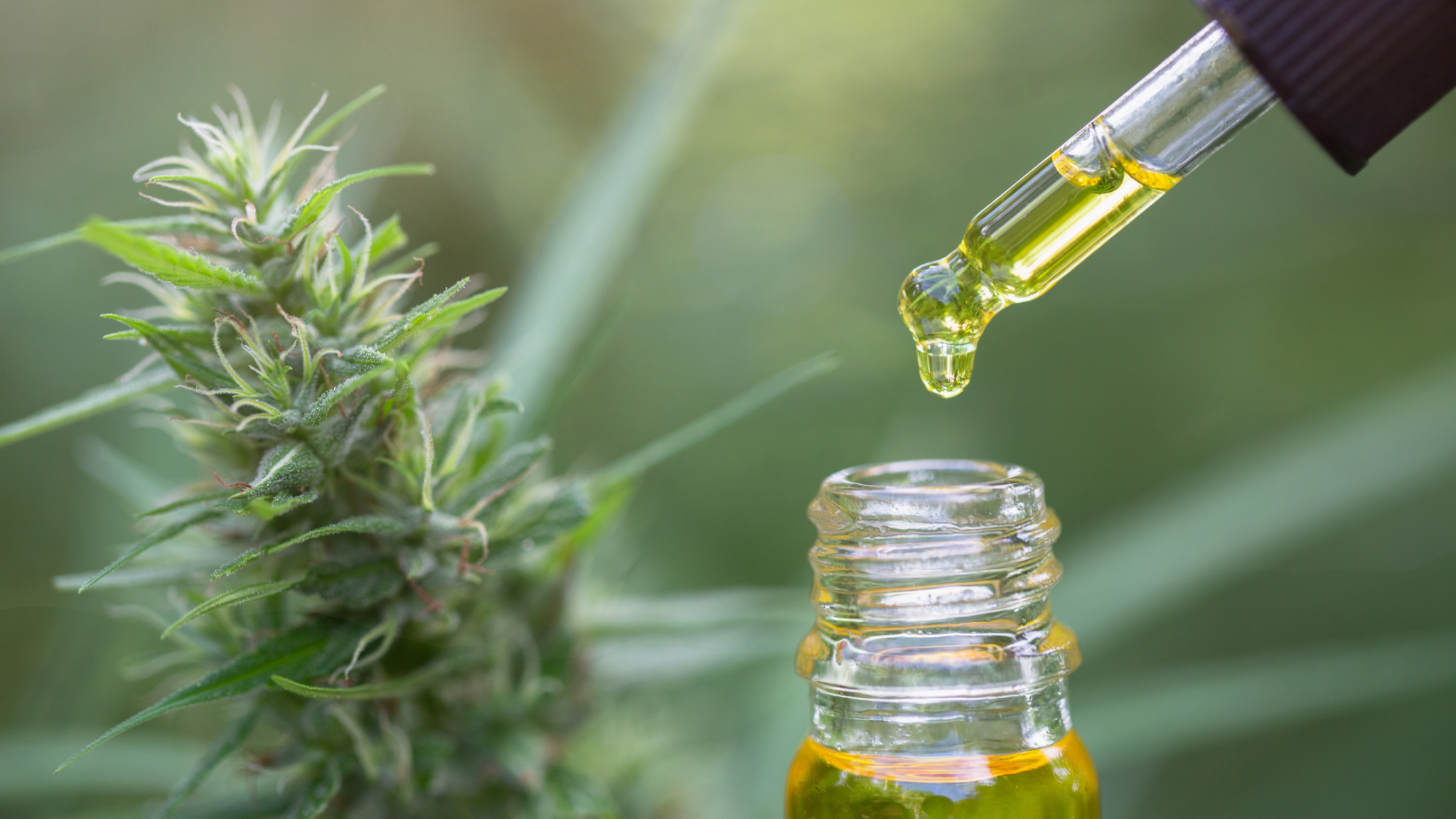 What’s a Good CBD:THC Ratio? - Green Dragon Dispensaries