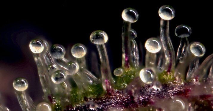 What are Trichomes? Cannabis Trichomes Explained - Green Dragon ...