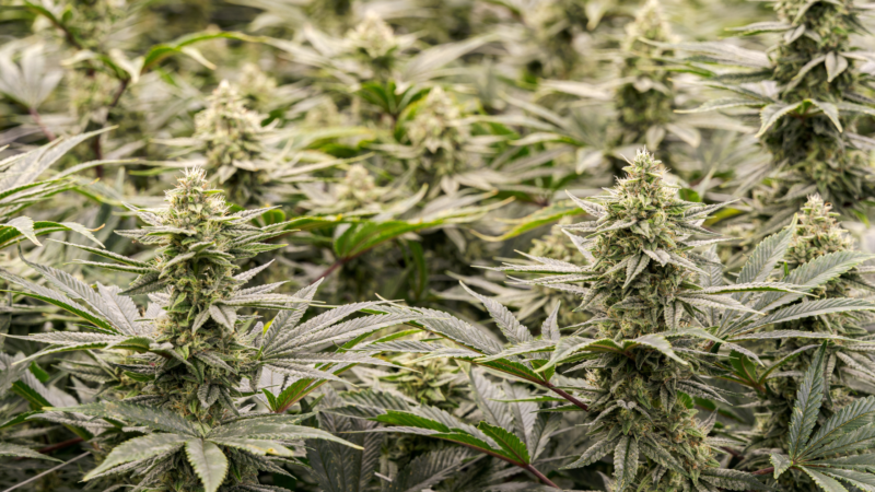 15 Best Weed Strains You Should Know About - Green Dragon Dispensaries