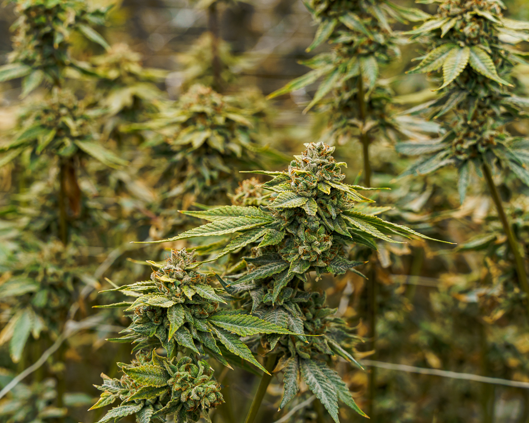 Best Weed Strains for Sex - Green Dragon Dispensaries